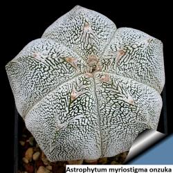 Astrophytum myriostigma cv. Onzuka - 5 semenki