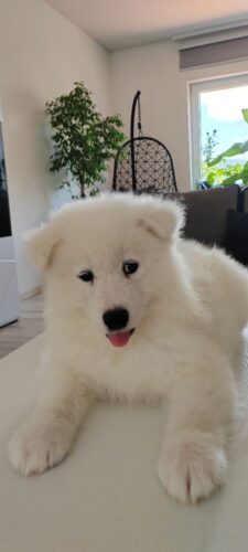 Samojed