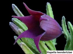 Stapelia leendertziae - 5 semenki