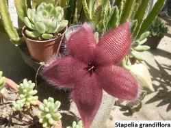 Stapelia grandiflora - 5 semenki