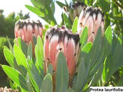 Protea laurifolia - 5 semenki