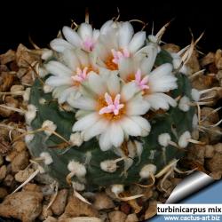 Turbinicarpus mix - 10 semenki