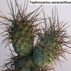 Tephrocactus aoracanthus - 5 semenki