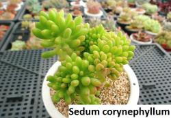 Sedum corynephyllum - 20 semenki