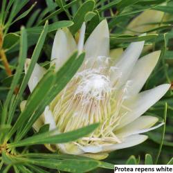 Protea repens - bela - 5 semenki