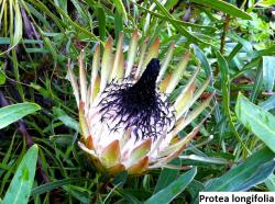 Protea longifolia - 5 semenki