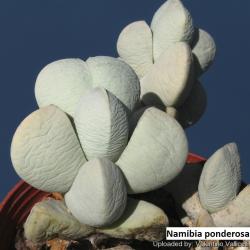 Namibia cinerea - 20 semenki