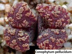Conophytum pellucidum - 10 semenki