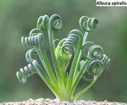 Albuca spiralis - 5 semenki
