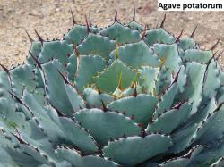 Agave potatorum - 10 semenki