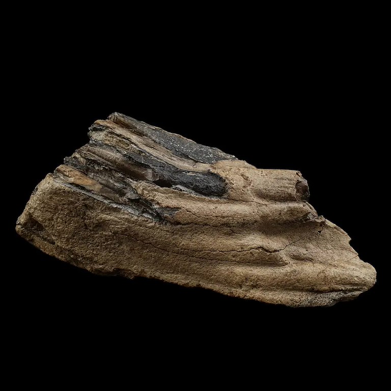 Mamut kutnjak – Mammuthus meridionalis #8685P4