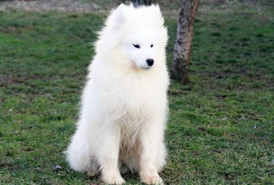 Samojed