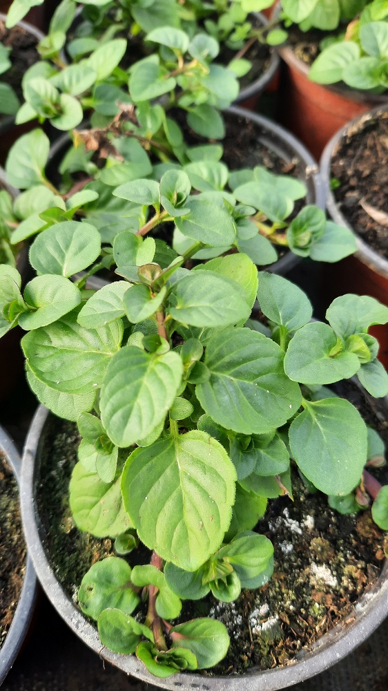 Mentha x piperita f. citrata ‘Basil’ 0,8l