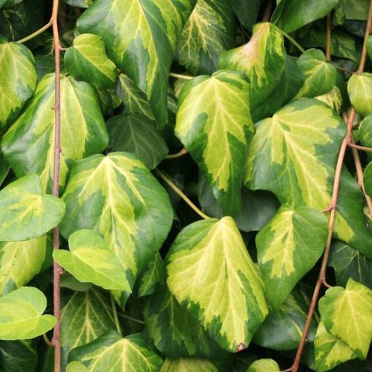 Hedera colchica ‘Sulphur Heart’