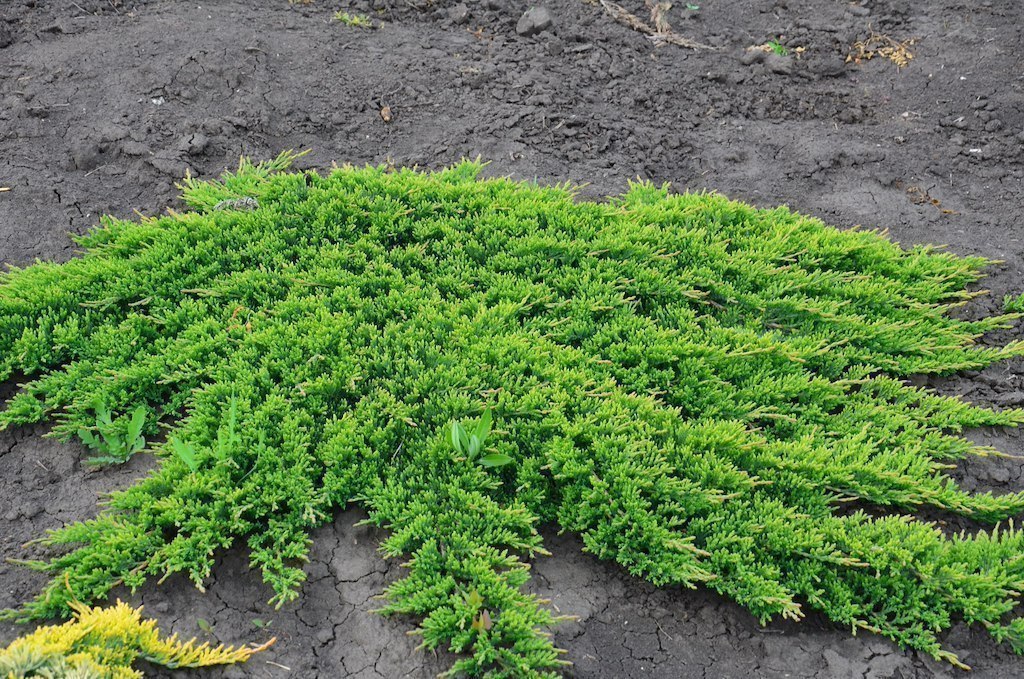 Juniperus hor. Prince of Wales 2l