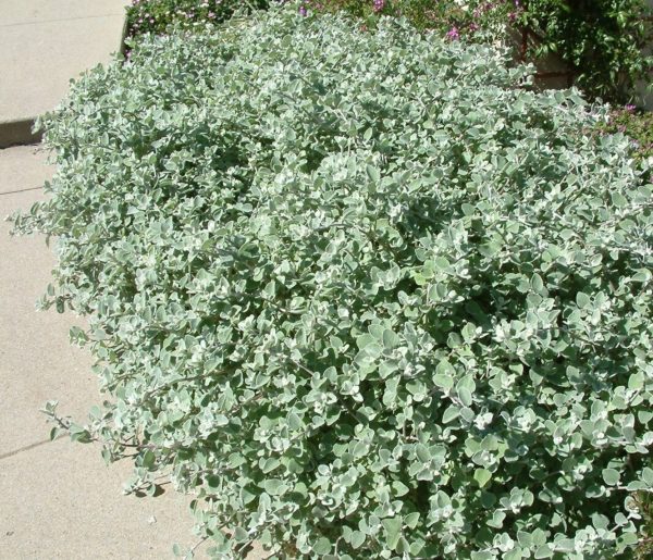 Helichrysum petiolare – Srebrni sladić