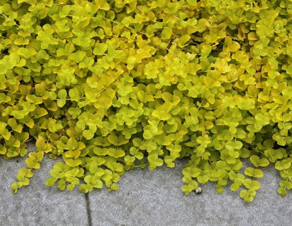 Lysimachia nummularia ‘Aurea’ (zlatni vodopad)