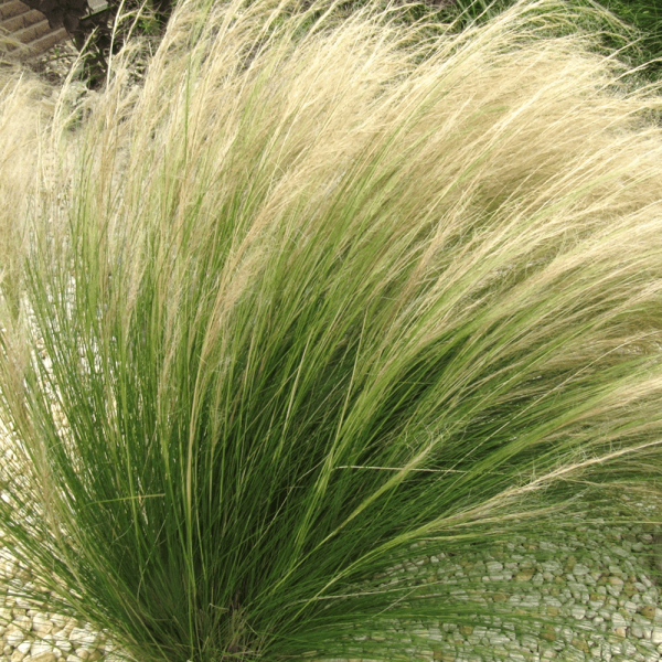 Stipa tenuissima – zlatni klas