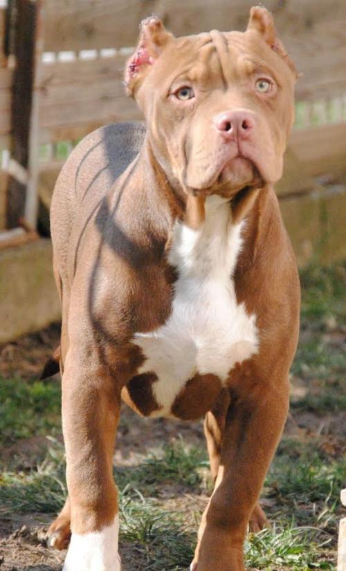 American bully xl