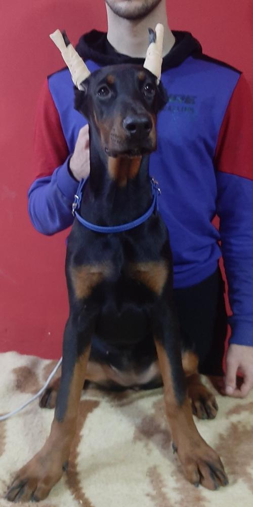 Štenci dobermana