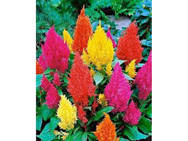 PETLOVA KRESTA (Celosia plumosa) - 60 semena