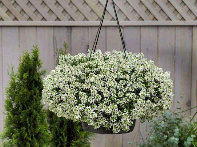 ALISUM (Alyssum maritima) BELI - 100 semena