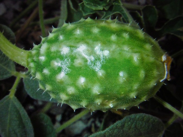 Zapadno indijski krastavac (cucumis anguria) seme 5 kom