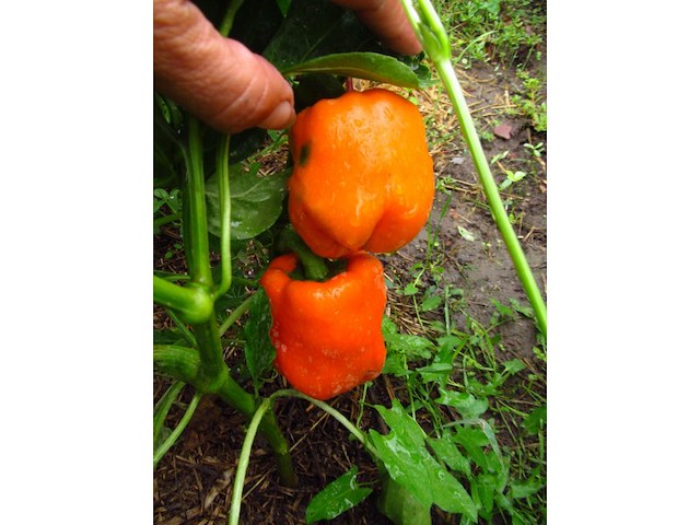 Slatko zvono (sweet bell) babura paprika, seme 15 kom.