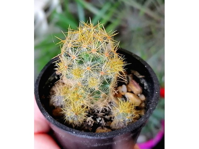 Kaktus - Mammillaria prolifera ssp. Texana