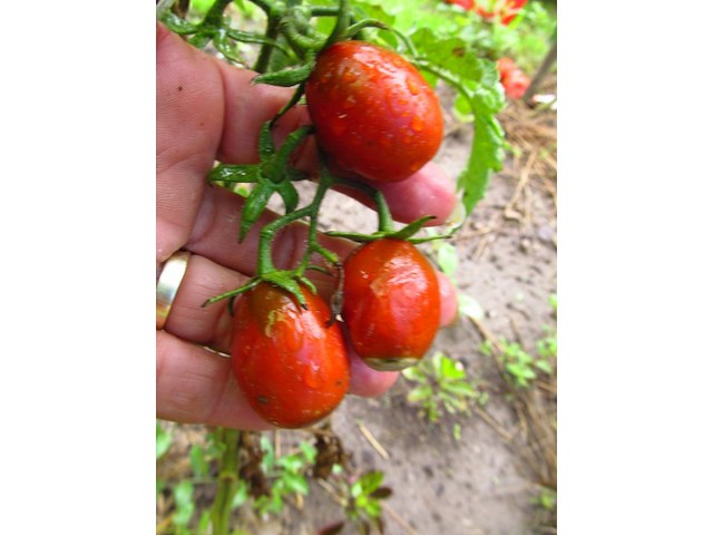 Crni monah paradajz, seme 10 komada