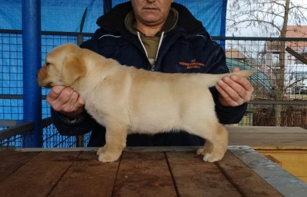 Labrador retriver, žuta ženka