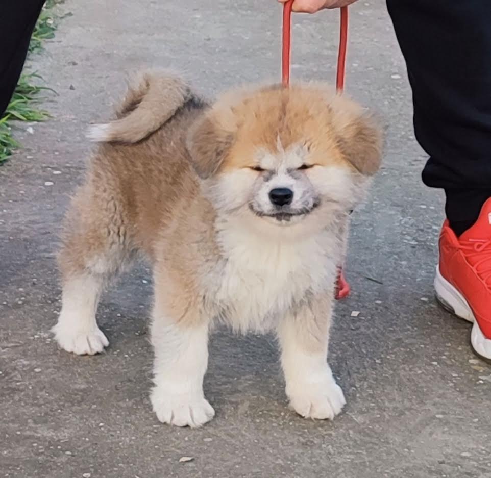 Japanska Akita inu