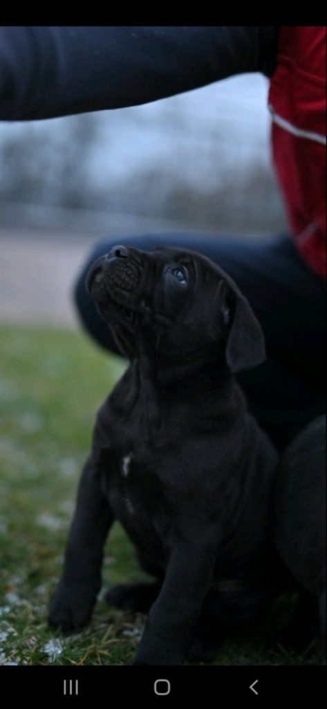 Kane Korso Cane Corso