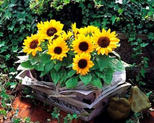 Seme,Mini Ukrasni Suncokret-Dekorativna biljka 40-60cm visine…