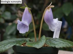 Sinningia eumorpha - 20 semenki
