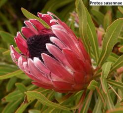 Protea susannae - 5 semenki