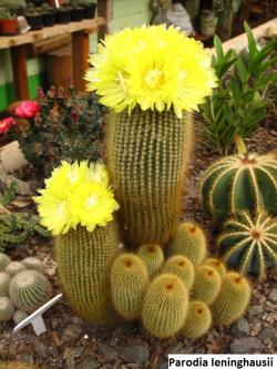 Parodia leninghausii (Eriocactus leninghausii) - 10 semenki