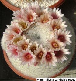 Mammilloydia candida (Mammillaria candida v. Rosea) - 10 semenki