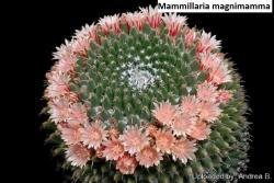 Mammillaria magnimamma - 10 semenki
