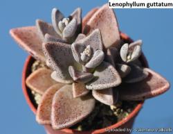 Lenophyllum guttatum - 20 semenki