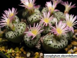 Conophytum obcordellum - 10 semenki