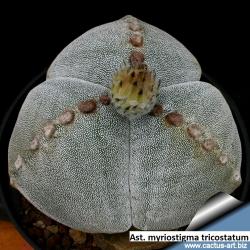 Astrophytum myriostigma tricostatum - 10 semenki