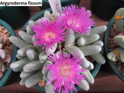 Argyroderma fissum - 20 semenki