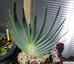 Aloe plicatilis - 5 semenki