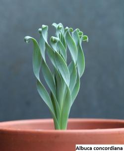 Albuca concordiana - 5 semenki