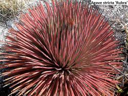 Agave stricta f. rubra - 10 semenki