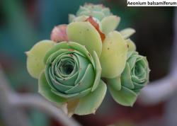 Aeonium balsamiferum - 20 semenki