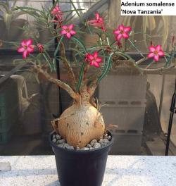 Adenium somalense 'Nova Tanzania' - 5 semenki