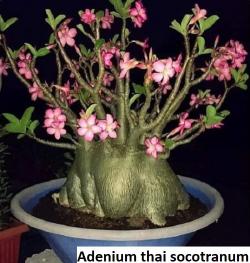 Adenium 'Thai Socotranum' - 5 semenki