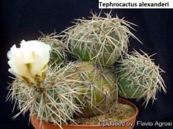 Tephrocactus alexanderi - 5 semenki